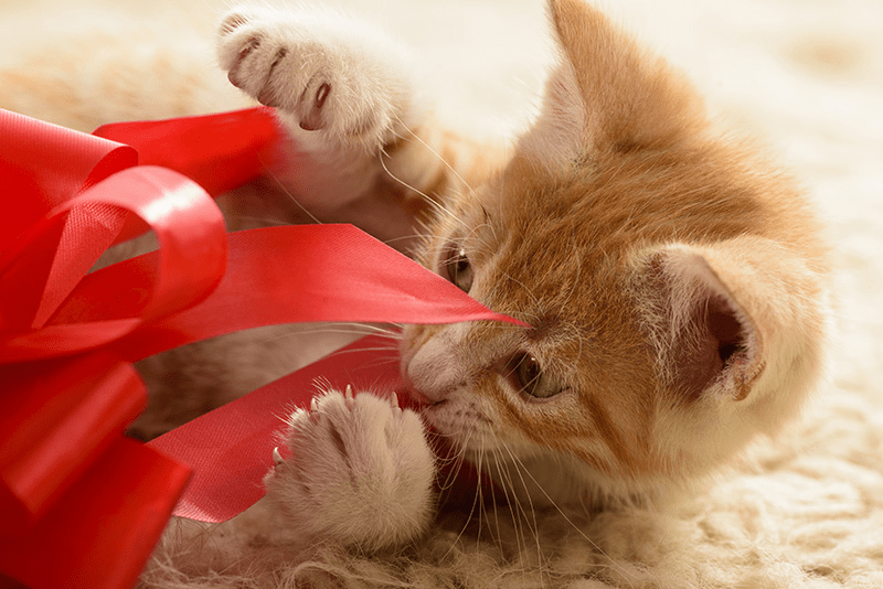 Cadeau pour chat à fabriquer : idées et mode d’emploi
